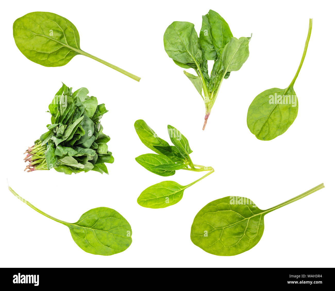 set of fresh spinach bundle and leaves cut out on white background ...