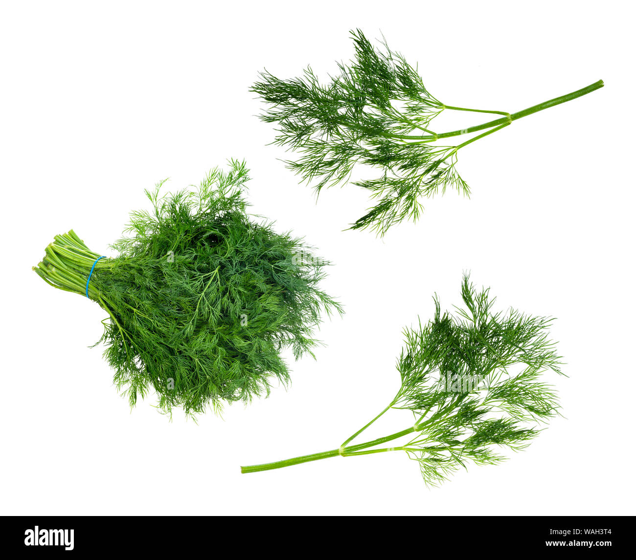 set of fresh dill herbs cut out on white background Stock Photo - Alamy