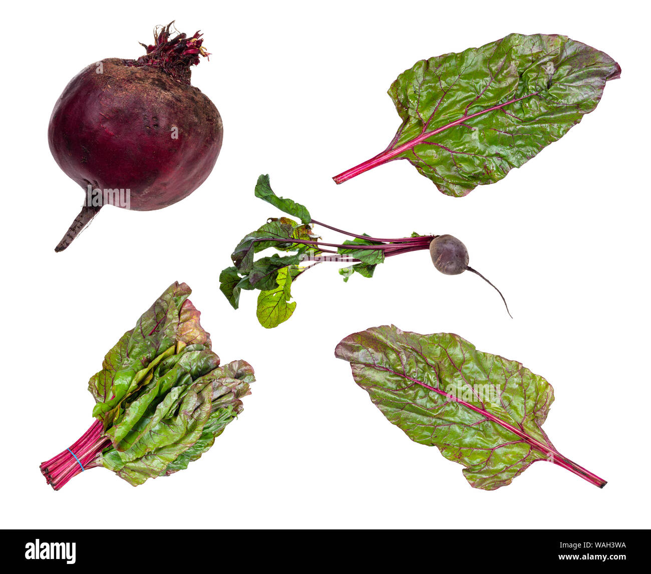 set of fresh beet vegetables cut out on white background Stock Photo ...