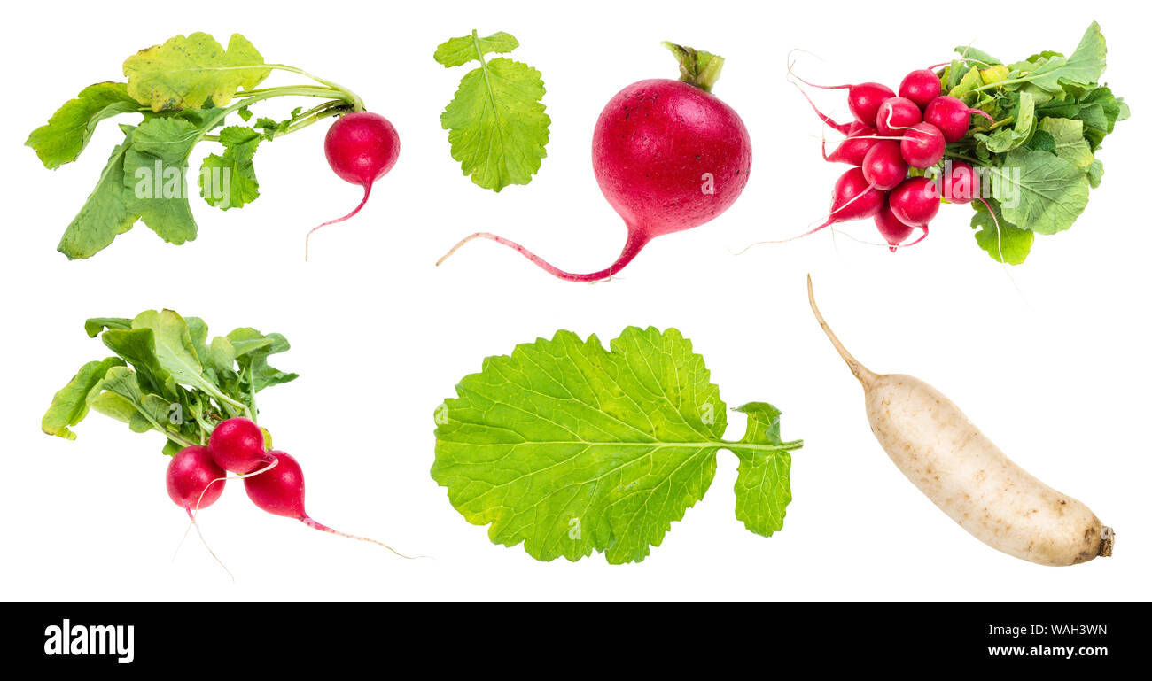 set of fresh radish cut out on white background Stock Photo - Alamy