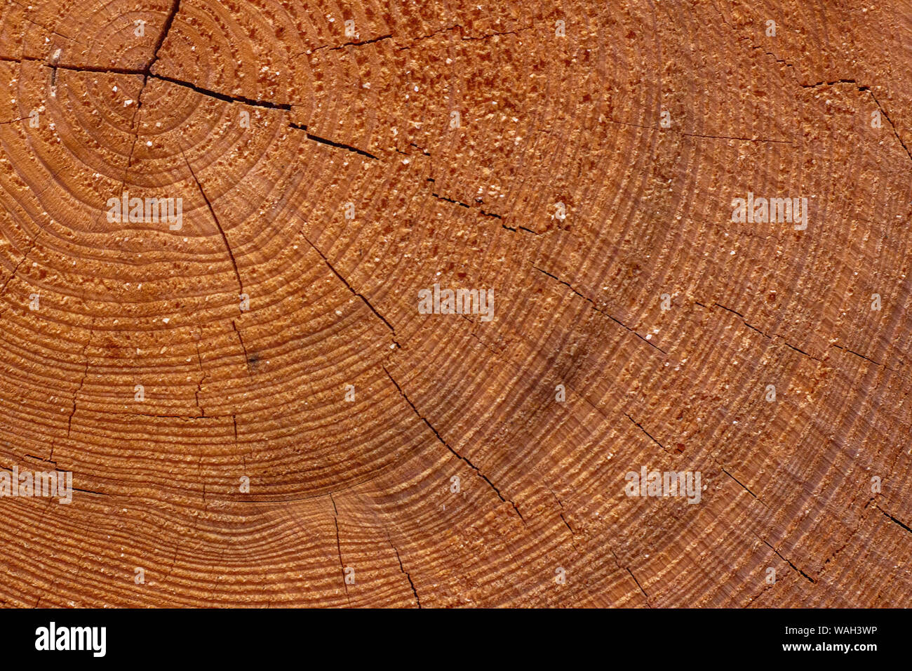 The texture of the cut tree. tree life lines Stock Photo - Alamy