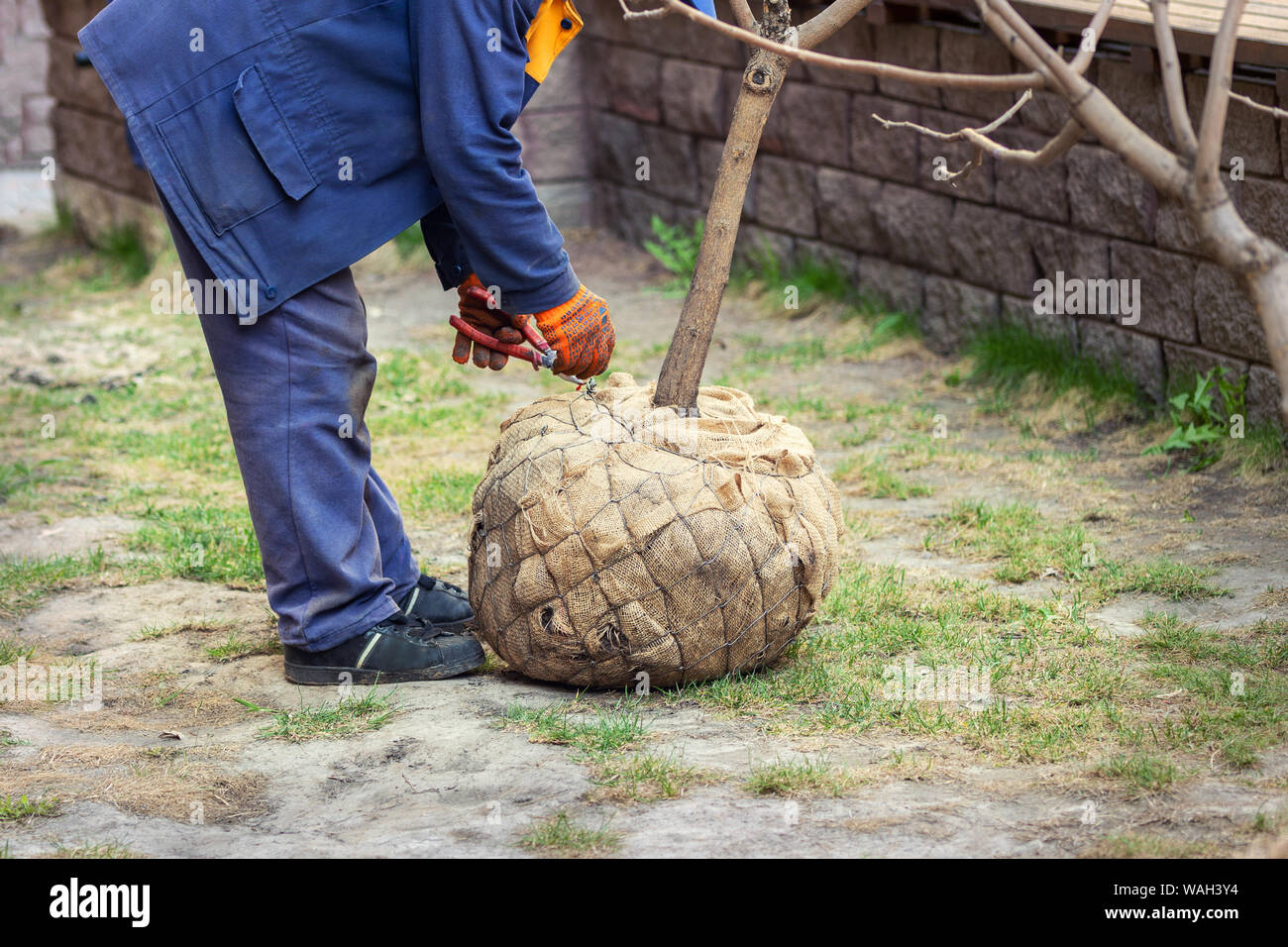 Transplanting big tree hi-res stock photography and images - Alamy