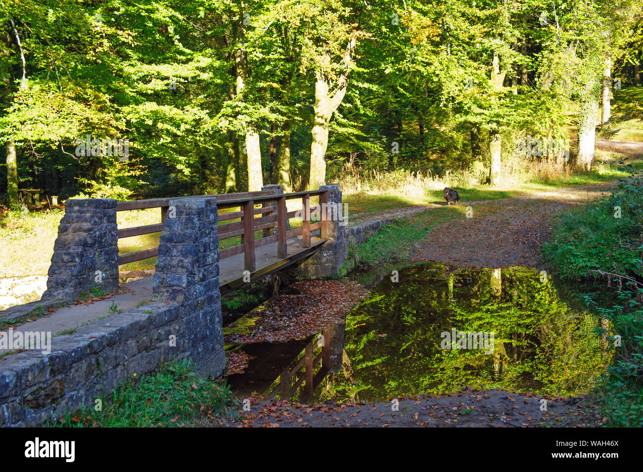 Beautiful sunny day in the autumn forest, Ireland Stock Photo - Alamy