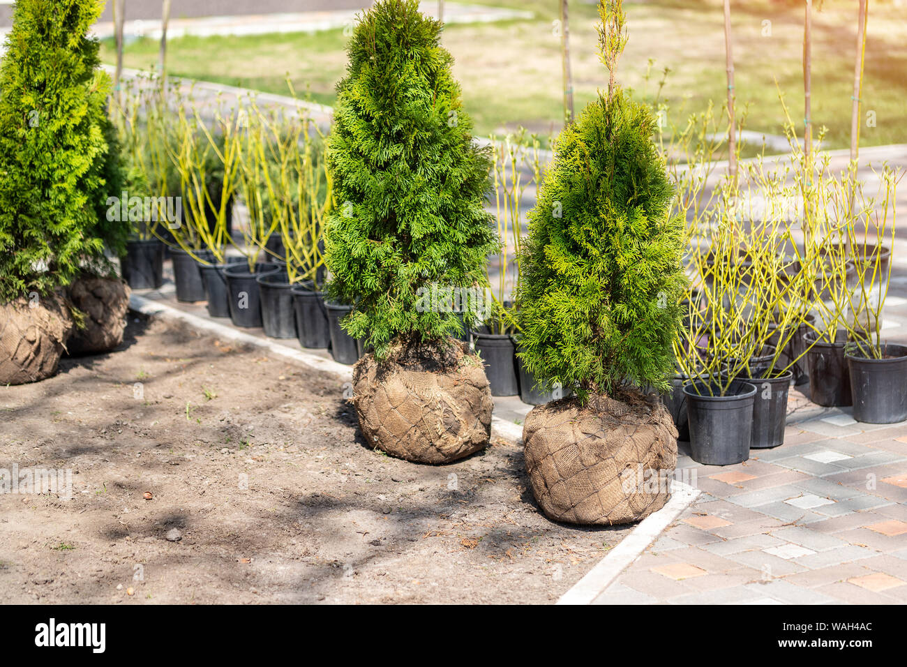 Burlap shrub hi-res stock photography and images - Alamy