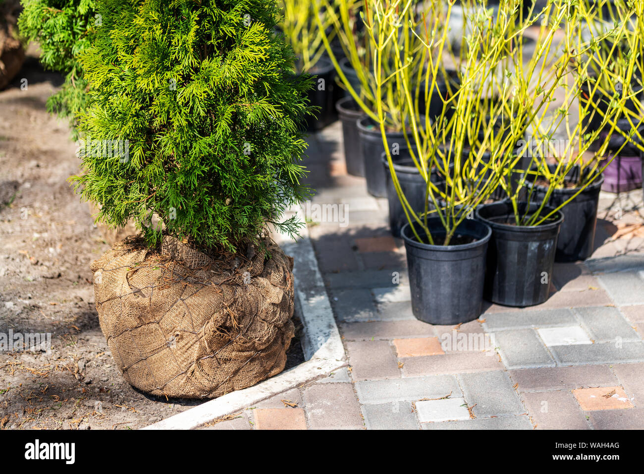 Shrub root ball hi-res stock photography and images - Alamy