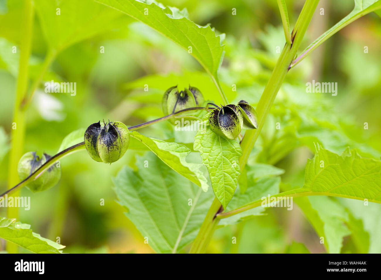 Apple blossom like flower hi-res stock photography and images - Alamy