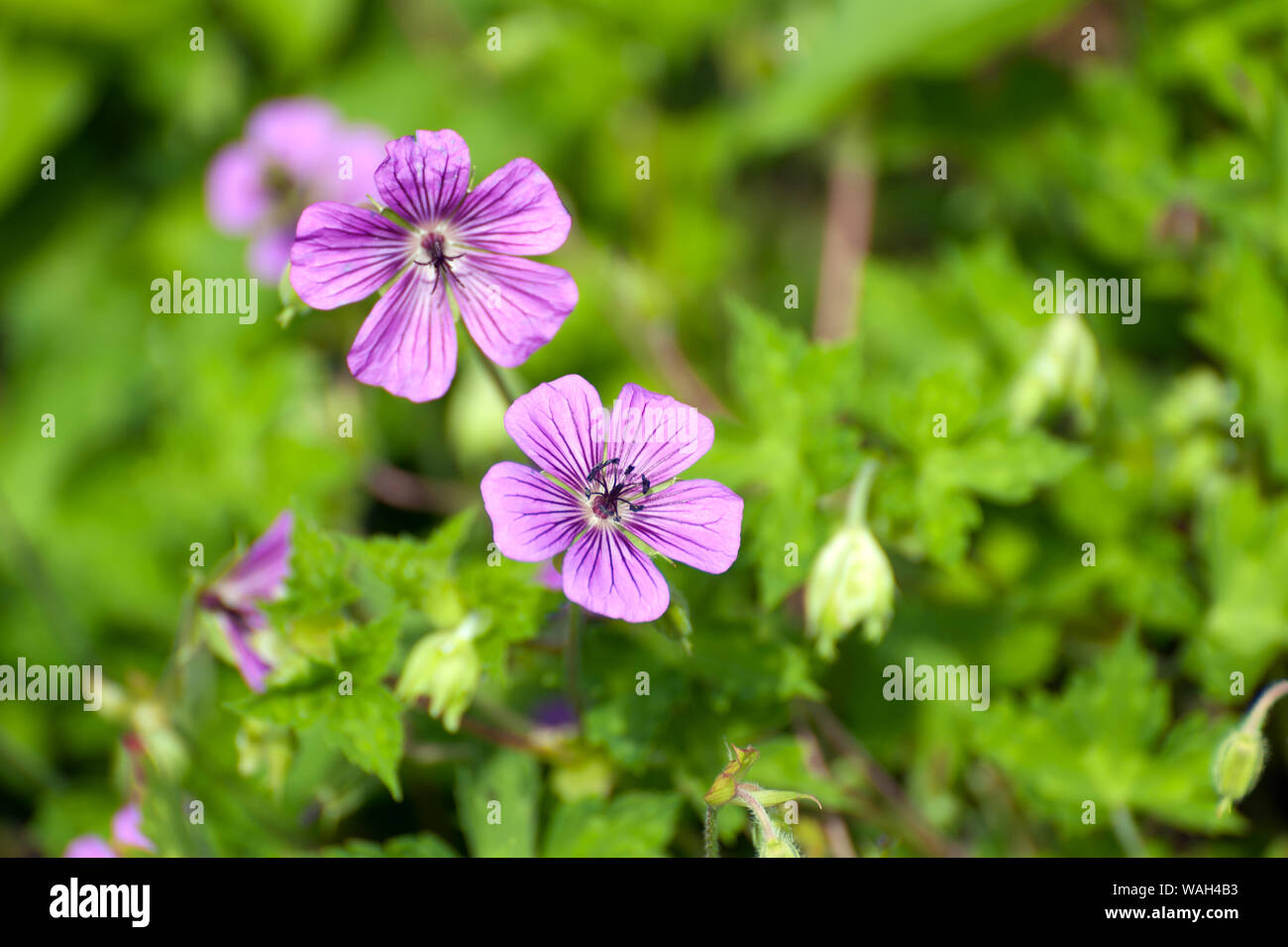 A geranium Pink Penny Stock Photo - Alamy