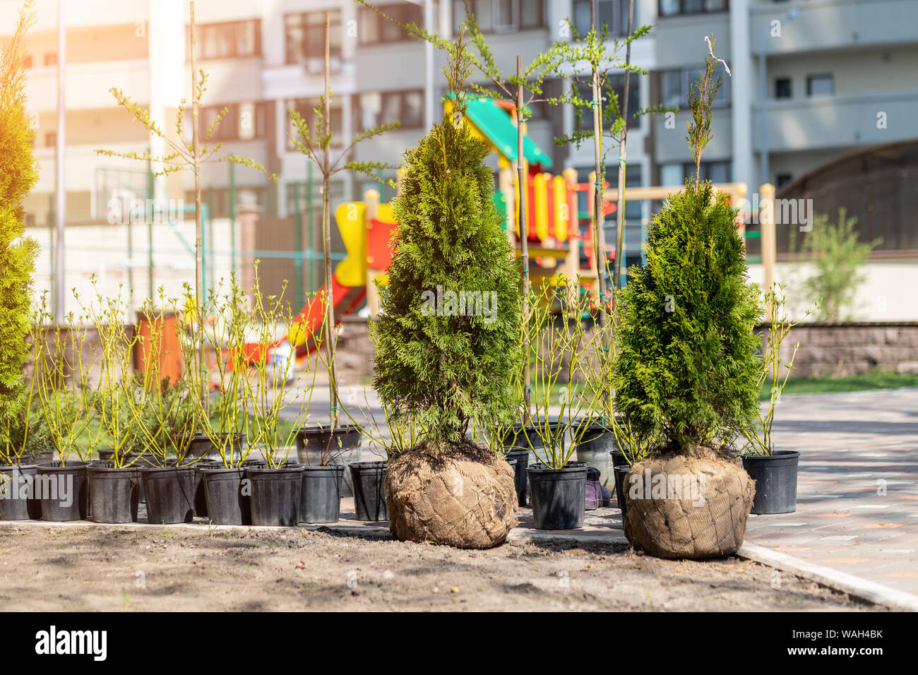 Many thujas tree with burlapped root ball prepared for planting in city ...