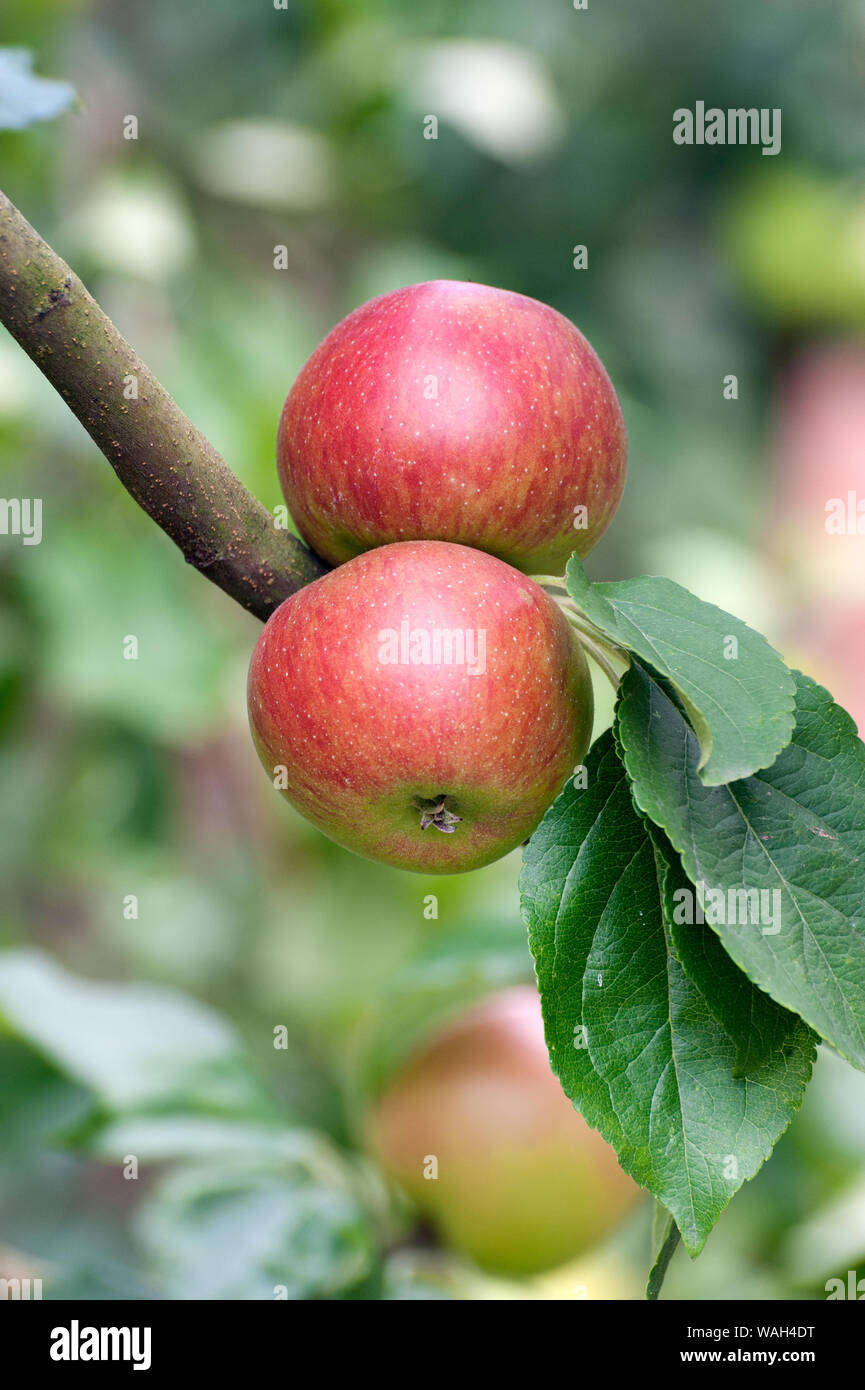 Radoux hi-res stock photography and images - Alamy