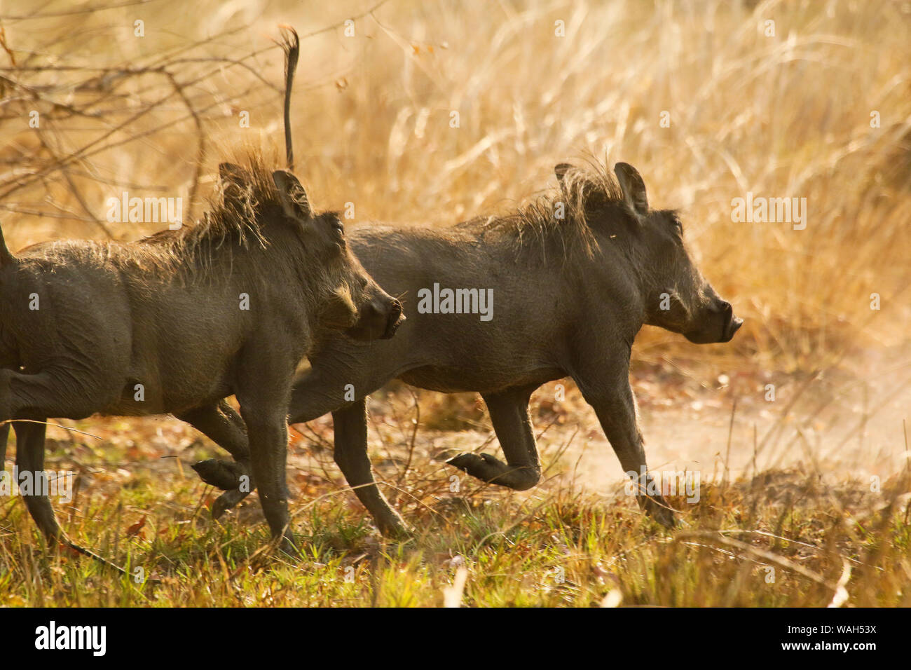 Savanna warthog phacochoerus hi-res stock photography and images - Alamy