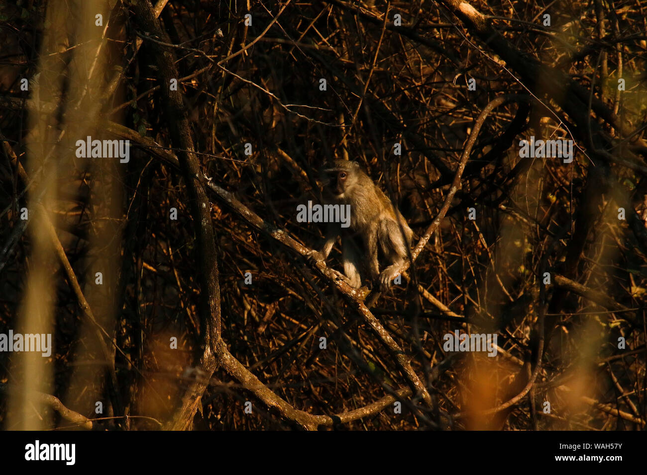 Cynosorus hi-res stock photography and images - Alamy
