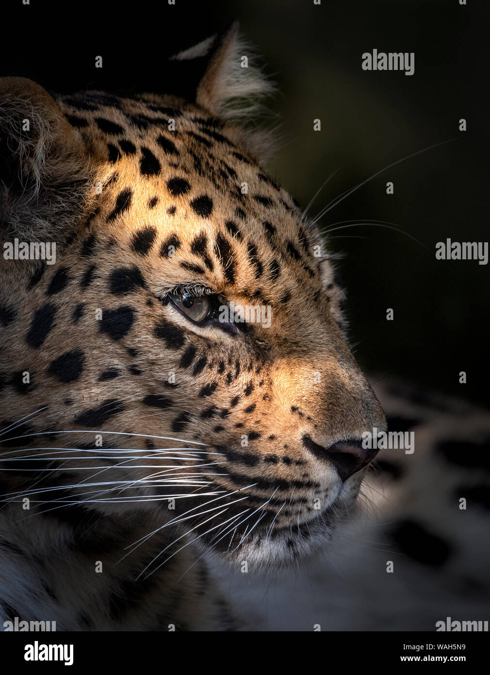 Leopard closeup hi-res stock photography and images - Alamy
