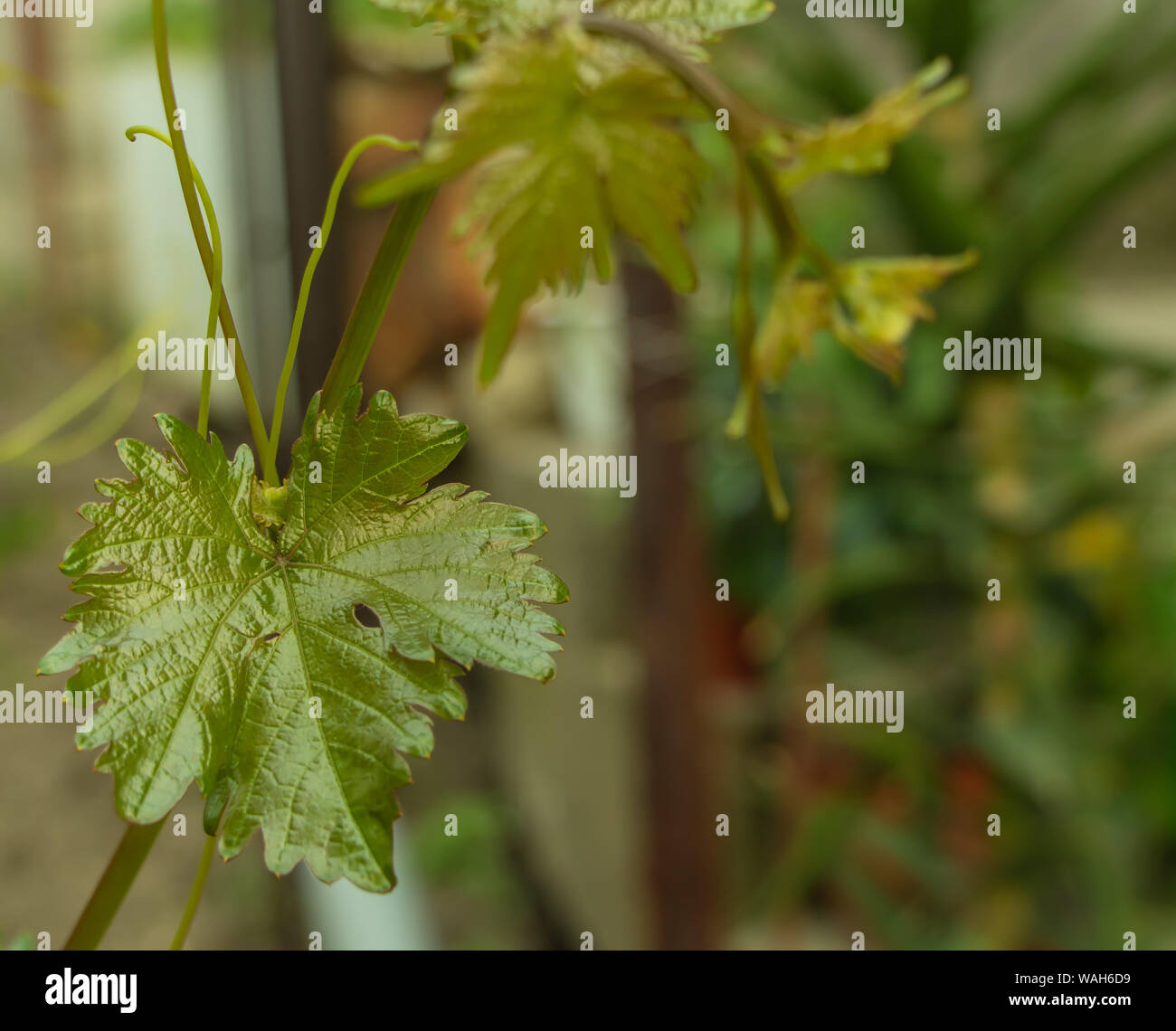 The vine leaf, freshly grown, good for use in the kitchen Stock Photo ...