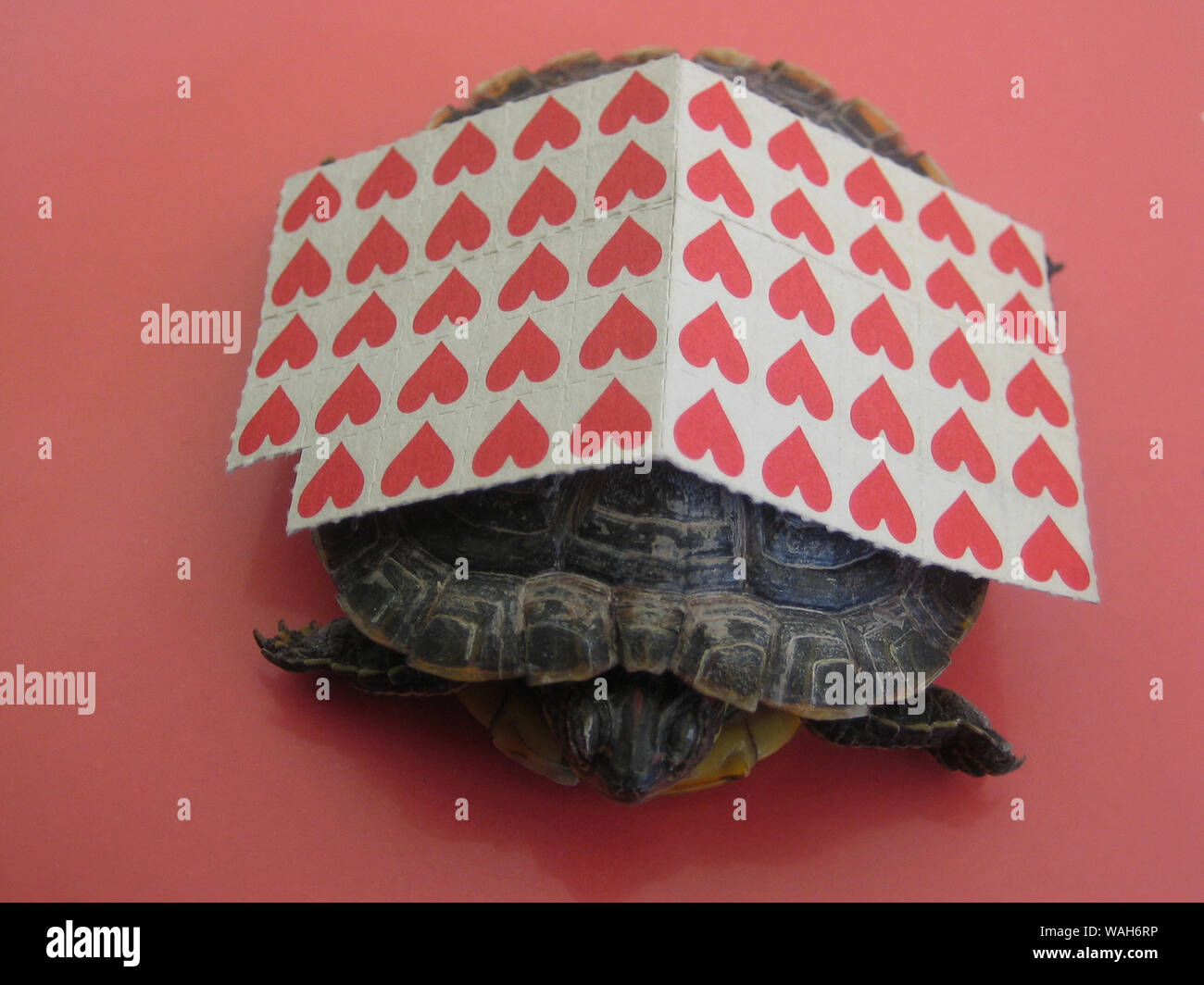 Turtle with heart lsd papers macro background fine art Stock Photo - Alamy