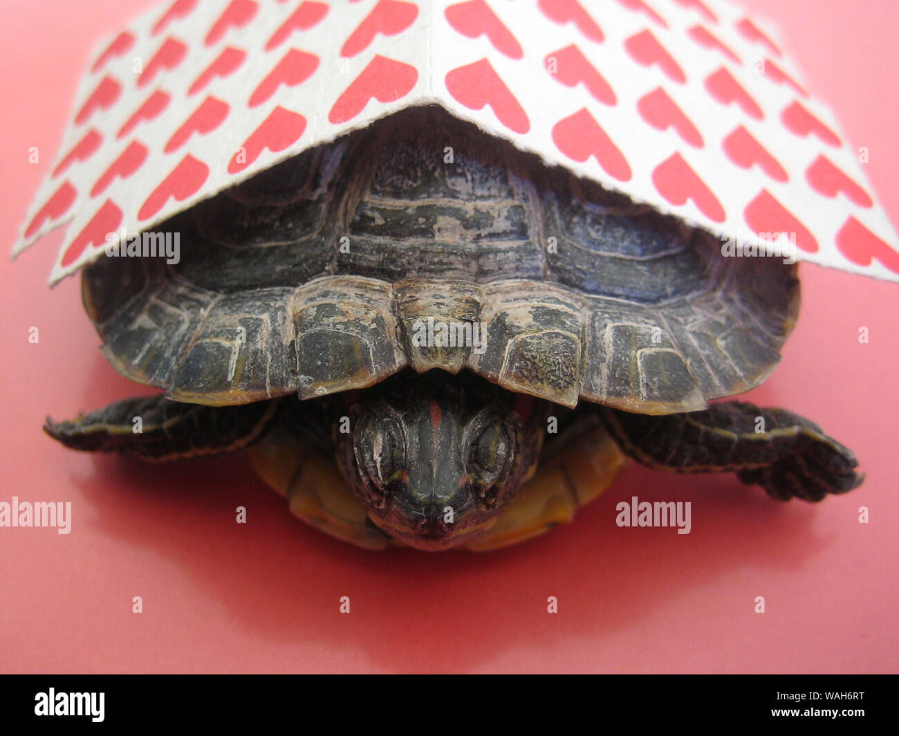Turtle with heart lsd papers macro background fine art Stock Photo - Alamy