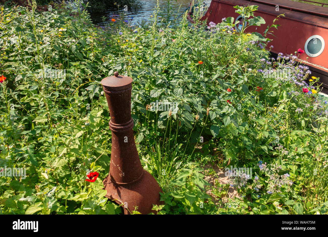 Closeup of small English garden full of wild flowers Stock Photo - Alamy