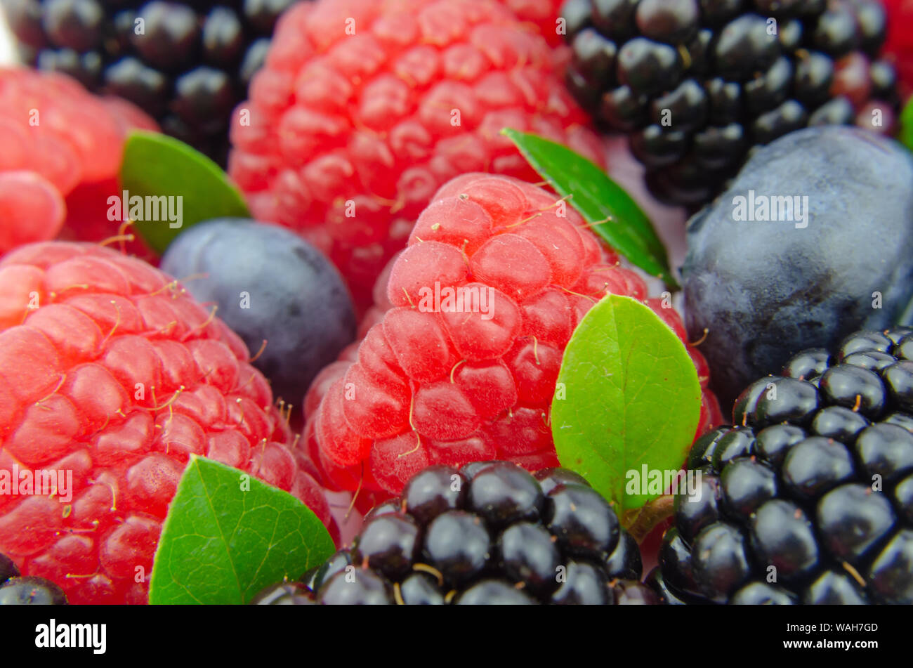 Mix of juicy berries Raspberry, Blueberry, Blackberry with tiny green ...