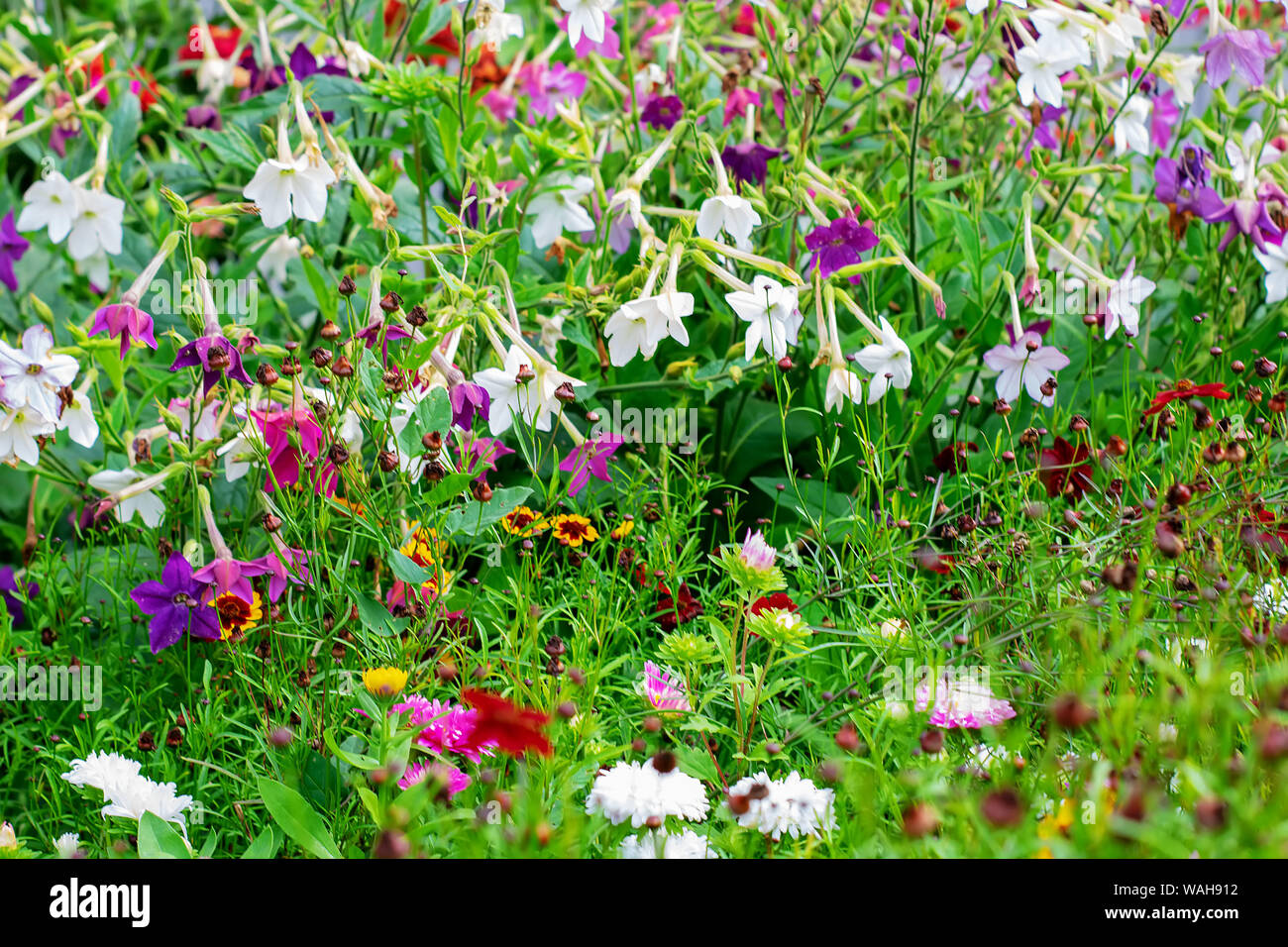 Green background with a beautiful multi-colored lawn Stock Photo - Alamy