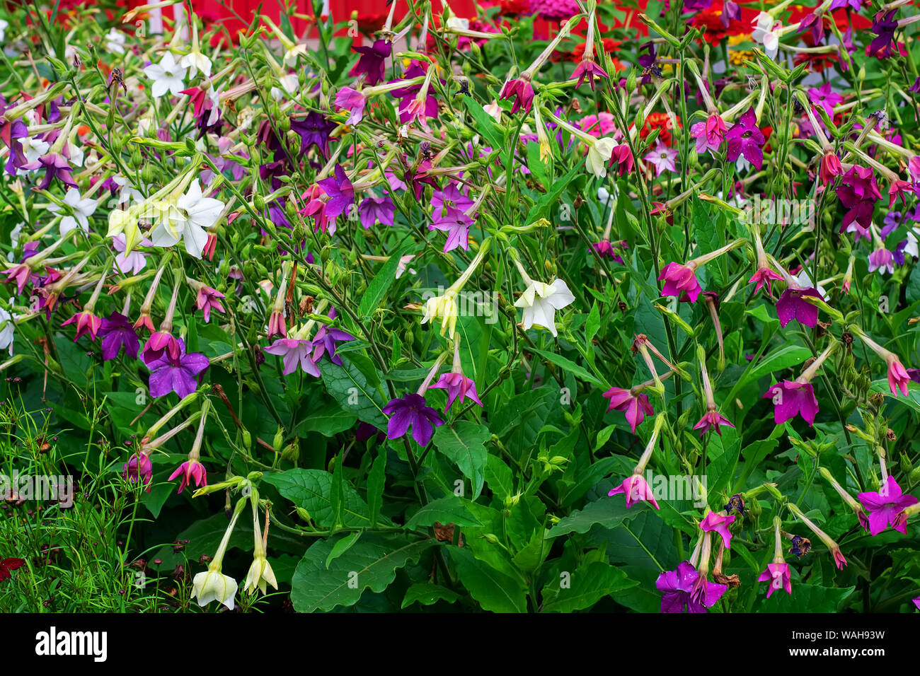 Green background with a beautiful multi-colored lawn Stock Photo - Alamy