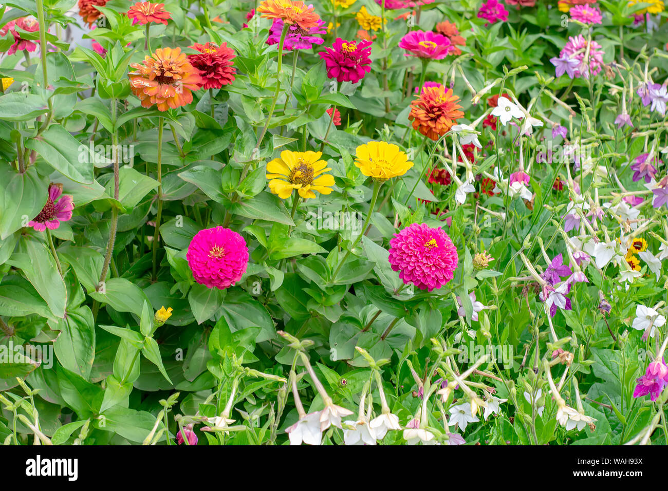 Green background with a beautiful multi-colored lawn Stock Photo - Alamy