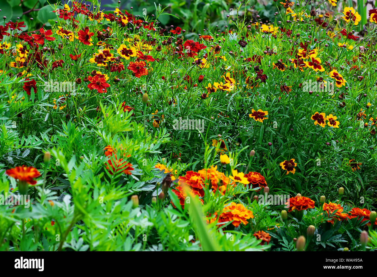 Green background with a beautiful multi-colored lawn Stock Photo - Alamy