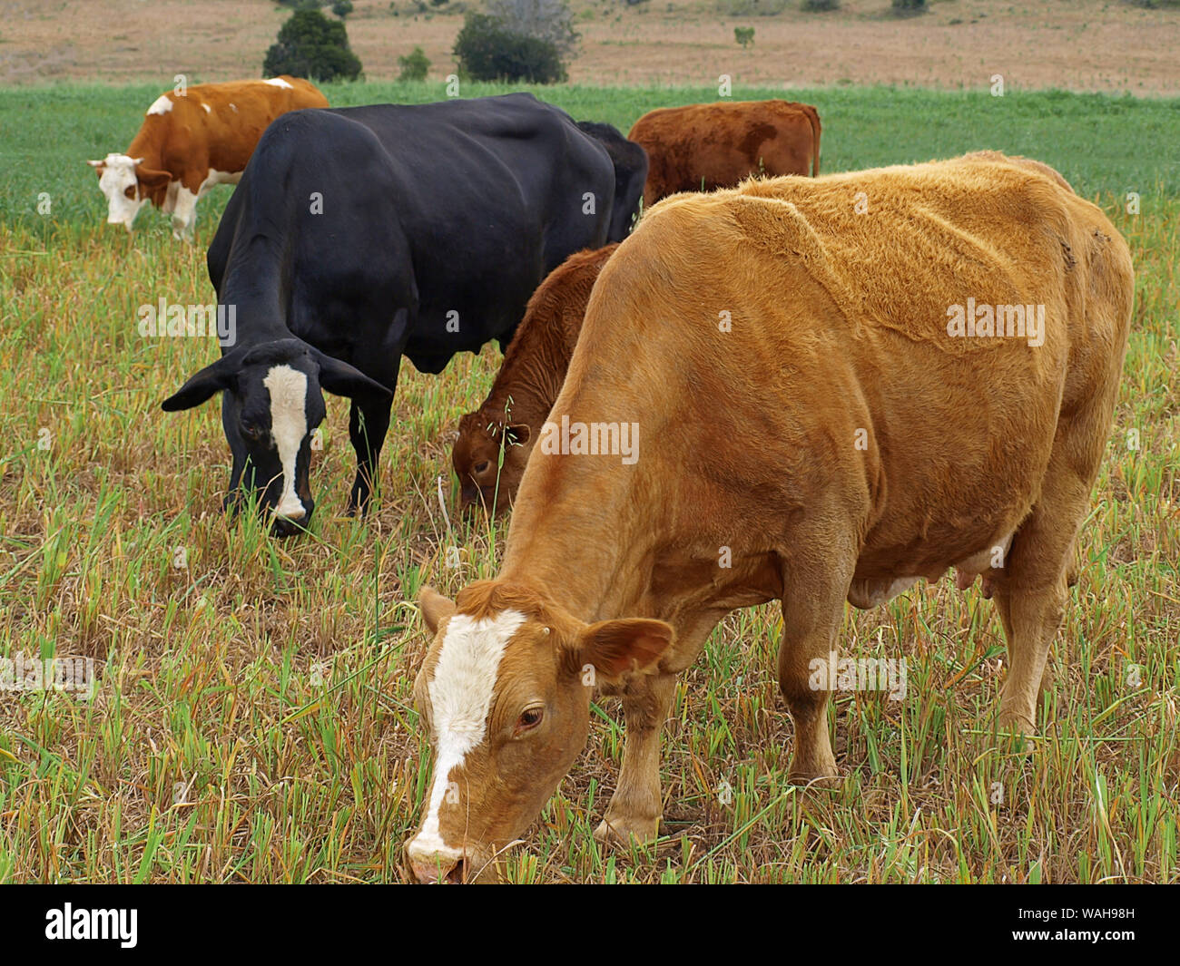 Grazing cows cattle farm animals hi-res stock photography and images ...