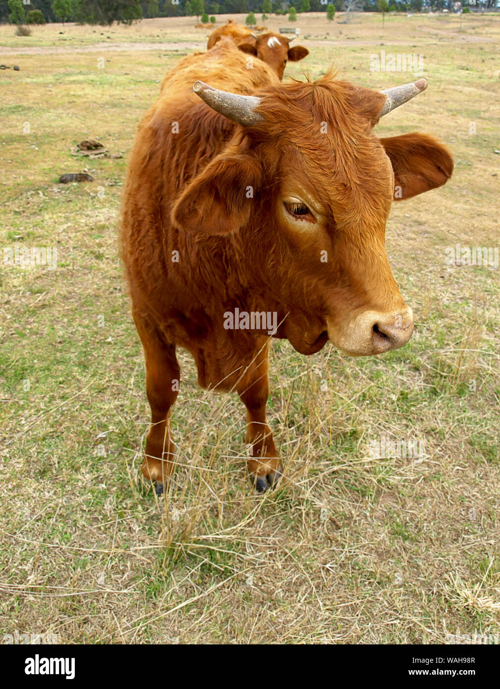 Brown Cow