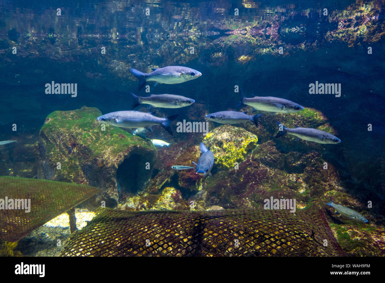 Underwater landscape with coral reef and fish. The aquarium inhabitants ...