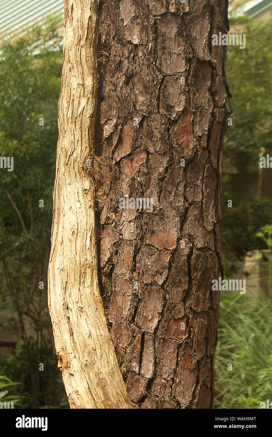 Large vine climbing on tree trunk. Virginia, USA Stock Photo - Alamy
