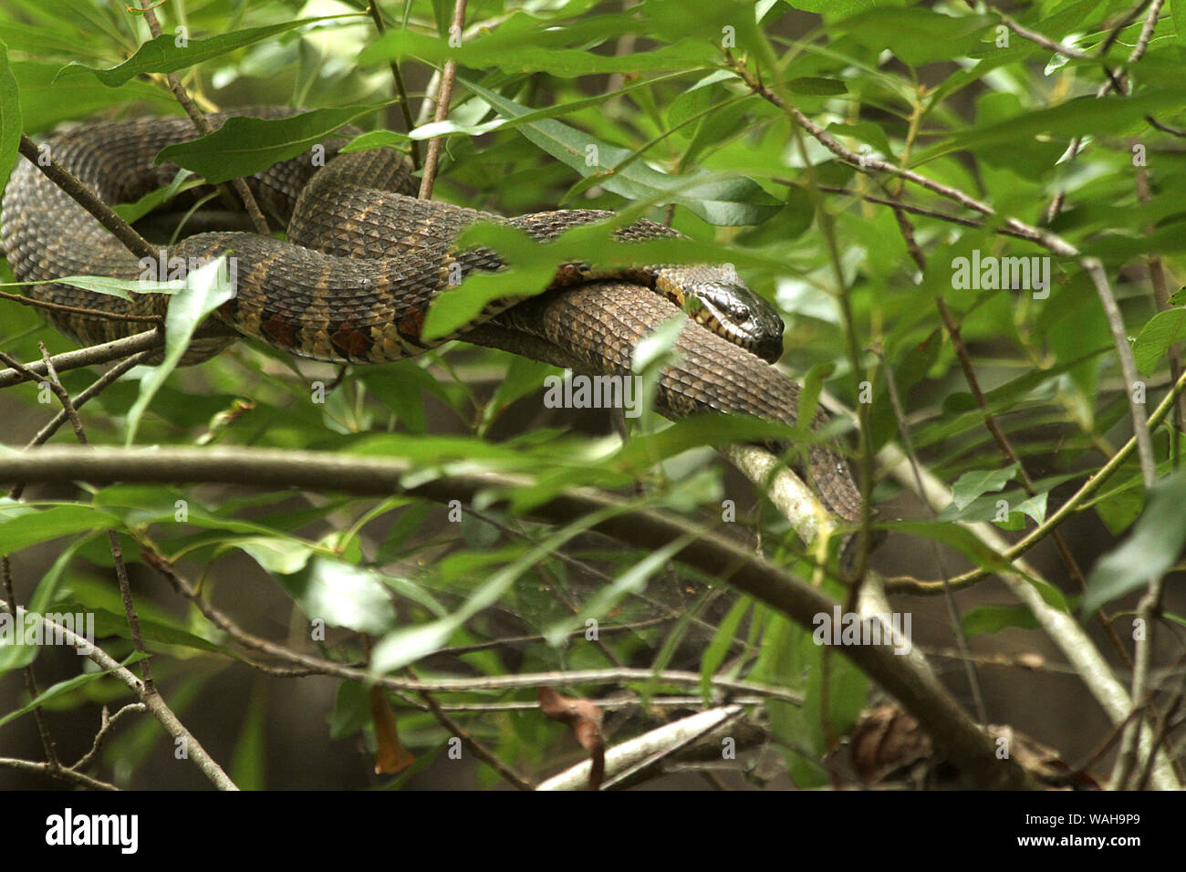 Northern Water Snake resting on tree branch. Virginia Beach, VA, USA ...