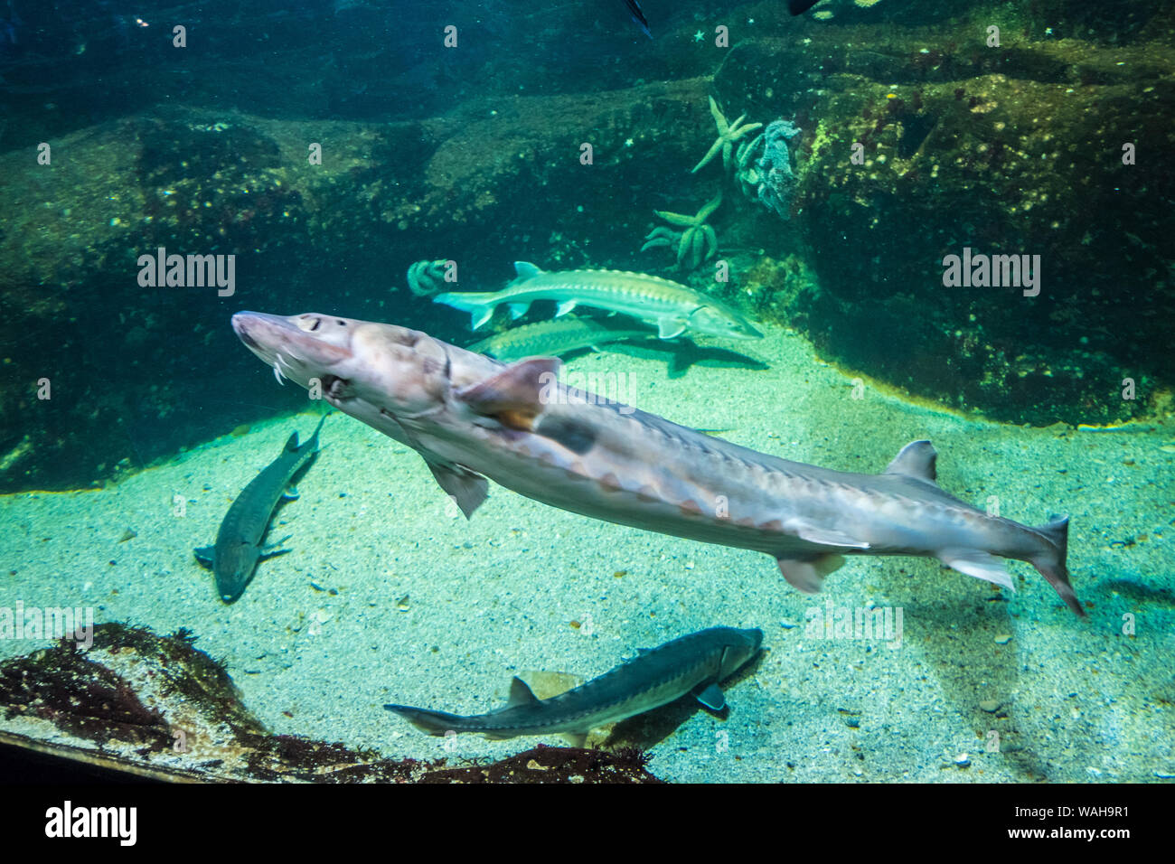 Underwater landscape with coral reef and fish. The aquarium inhabitants ...