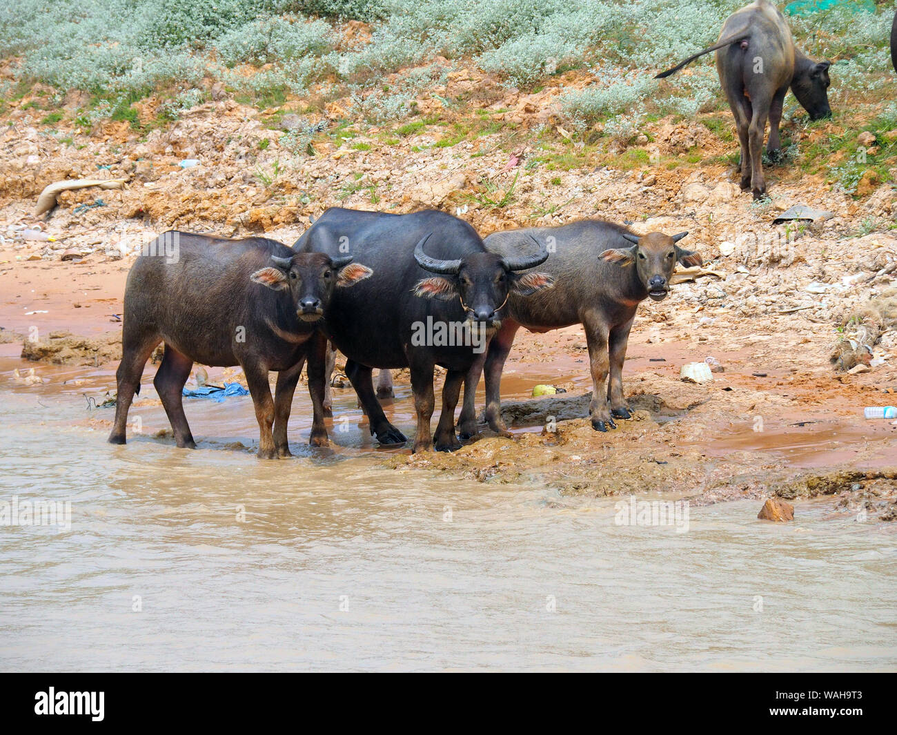Water buffalo, Tonlé Sap lake, Cambodia, Asia, UNESCO biosphere reserve ...
