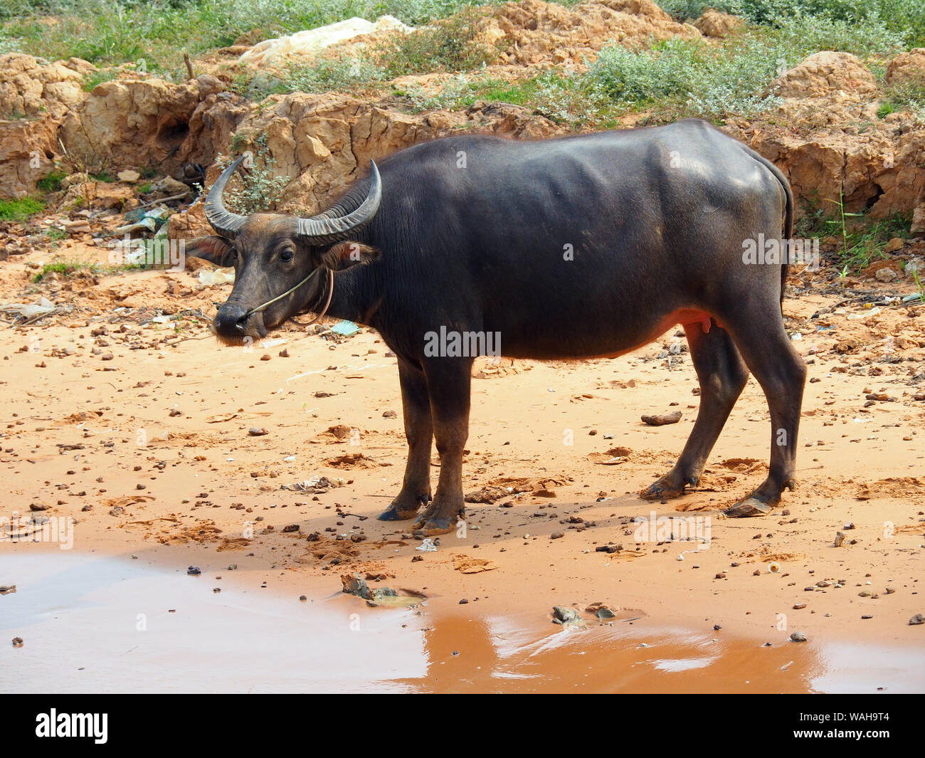 Water buffalo, Tonlé Sap lake, Cambodia, Asia, UNESCO biosphere reserve ...