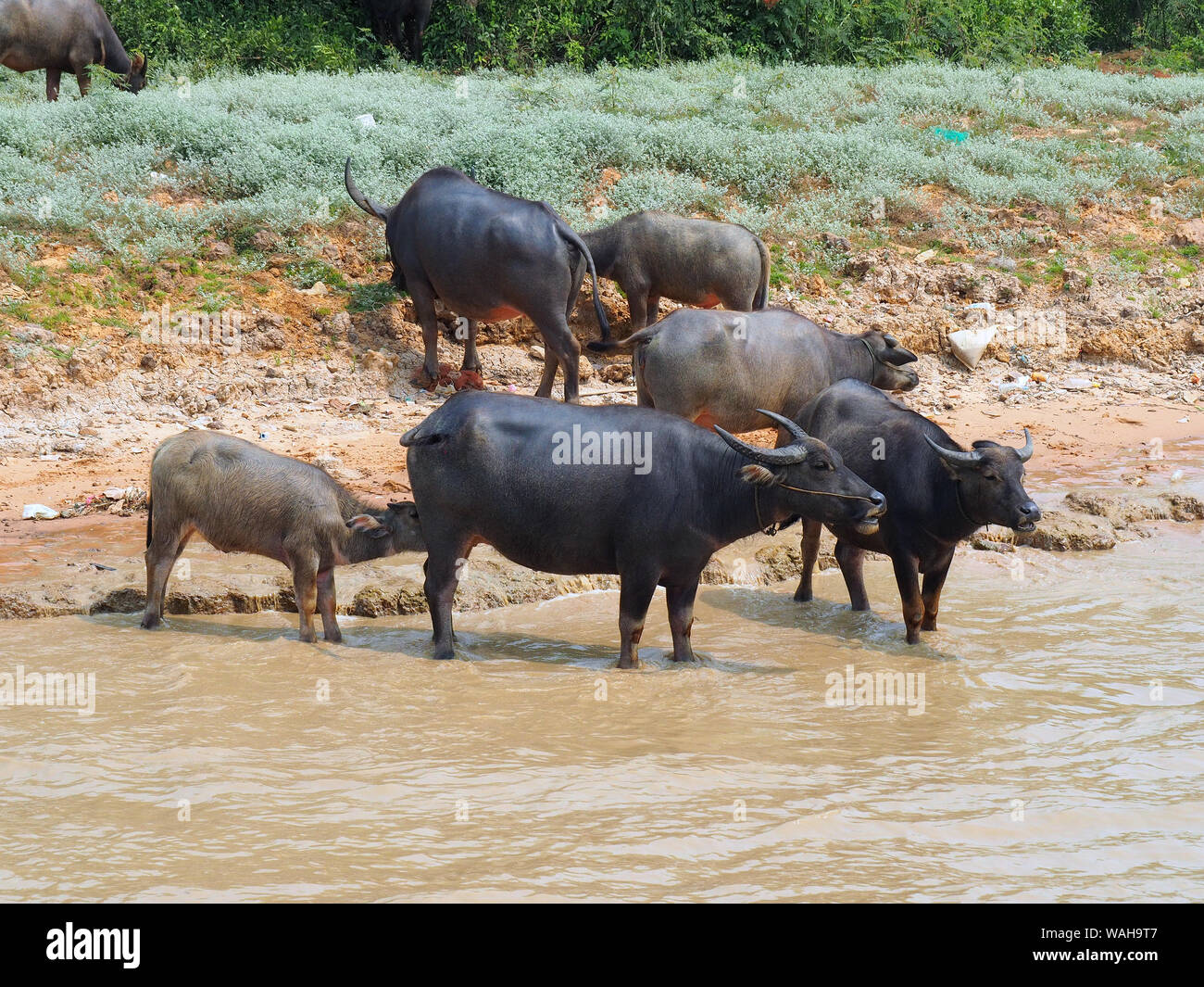Water buffalo, Tonlé Sap lake, Cambodia, Asia, UNESCO biosphere reserve ...