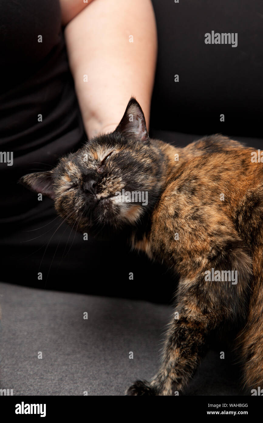 A cute tortoise shell cat enjoying being adored and petting by a human ...