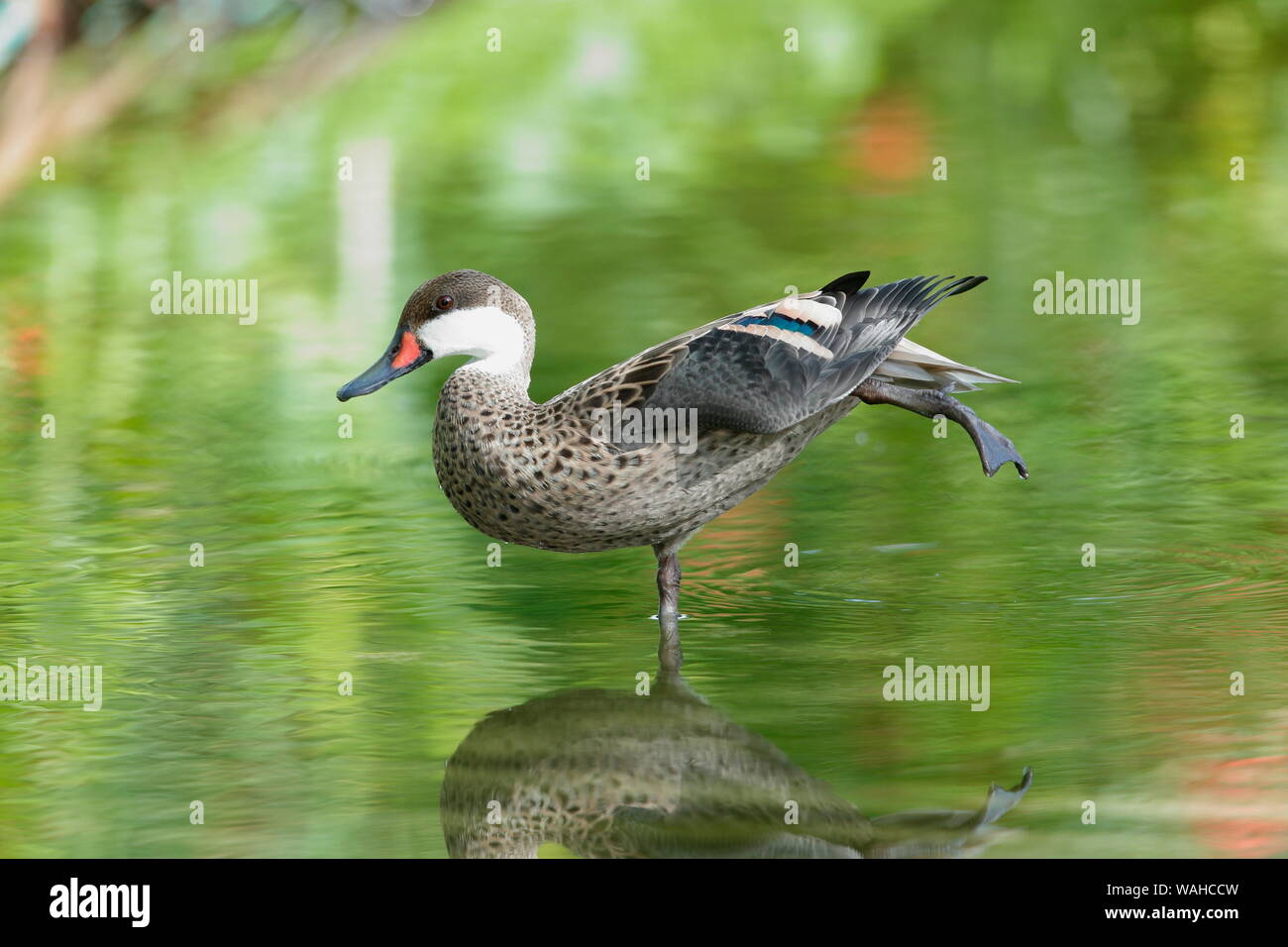 Red billed duck hi-res stock photography and images - Alamy