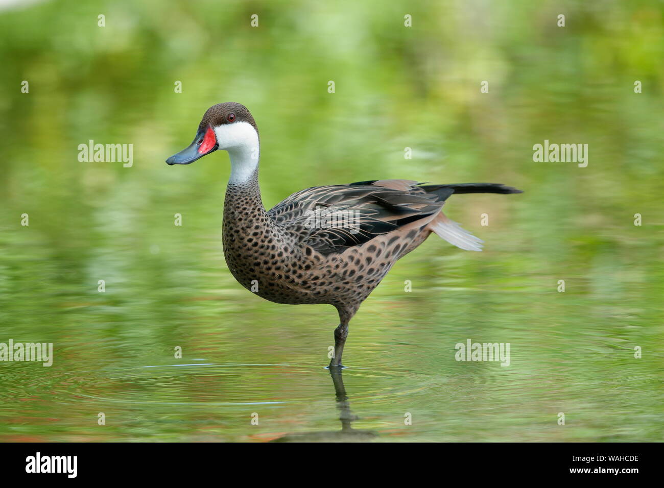 The red-billed teal or red-billed duck is a dabbling duck which is an ...