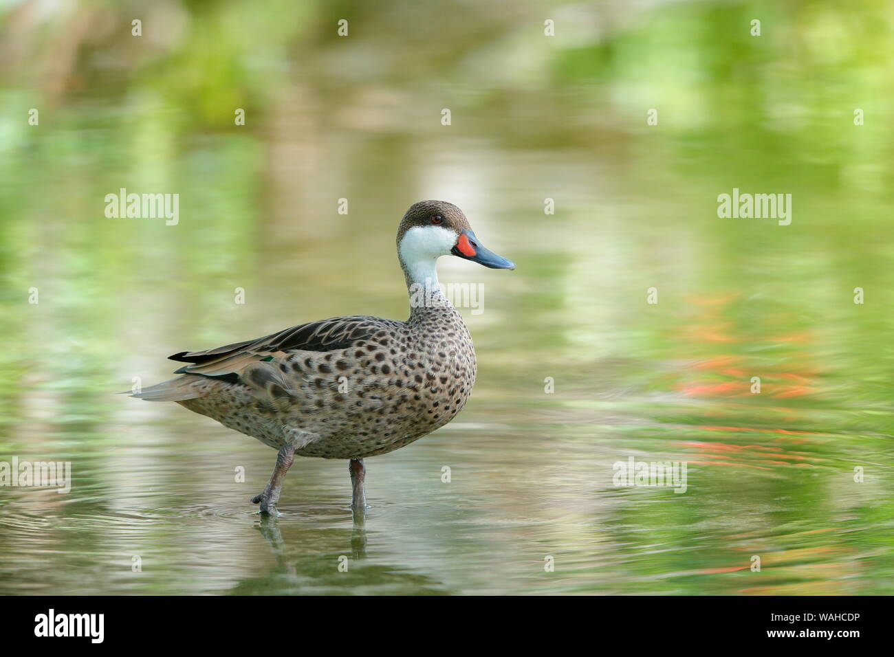 The red-billed teal or red-billed duck is a dabbling duck which is an ...