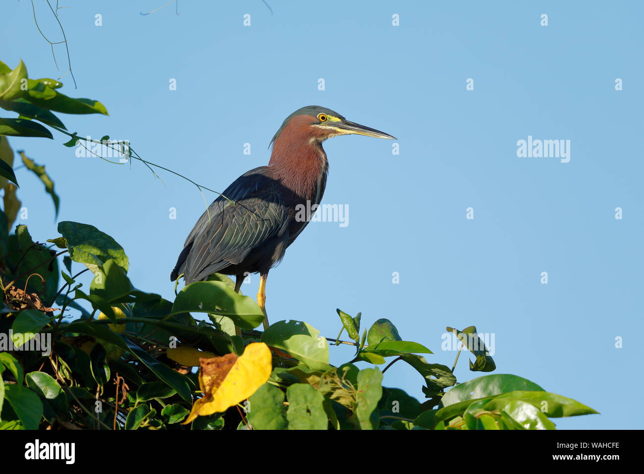 The green heron is a small heron of North and Central America Stock ...