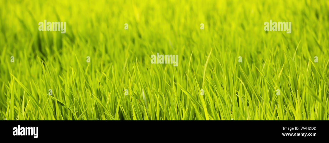 Close-up view of a stunning green rice field that forms a natural ...
