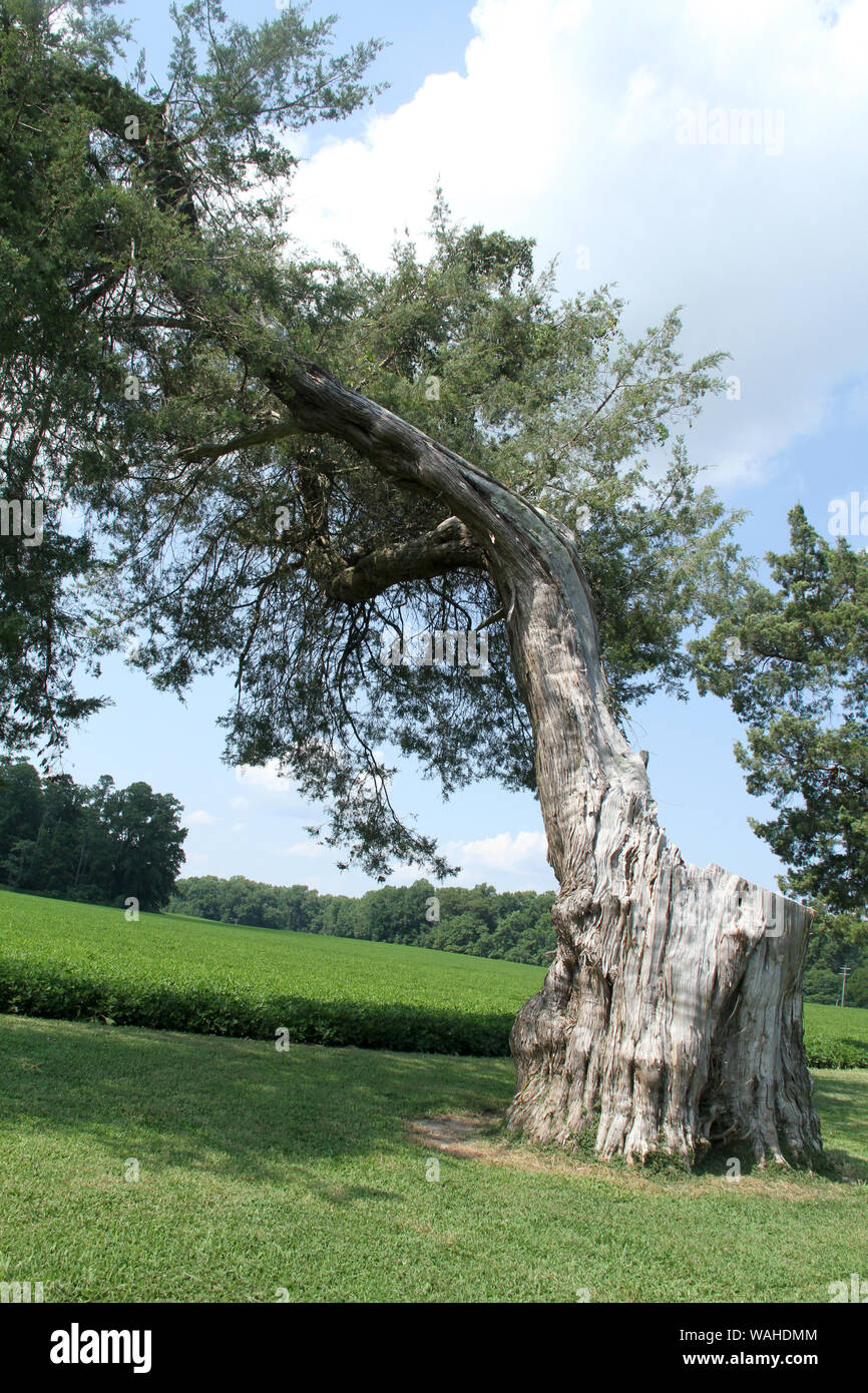 Trunk of very old tree in Virginia, USA Stock Photo - Alamy