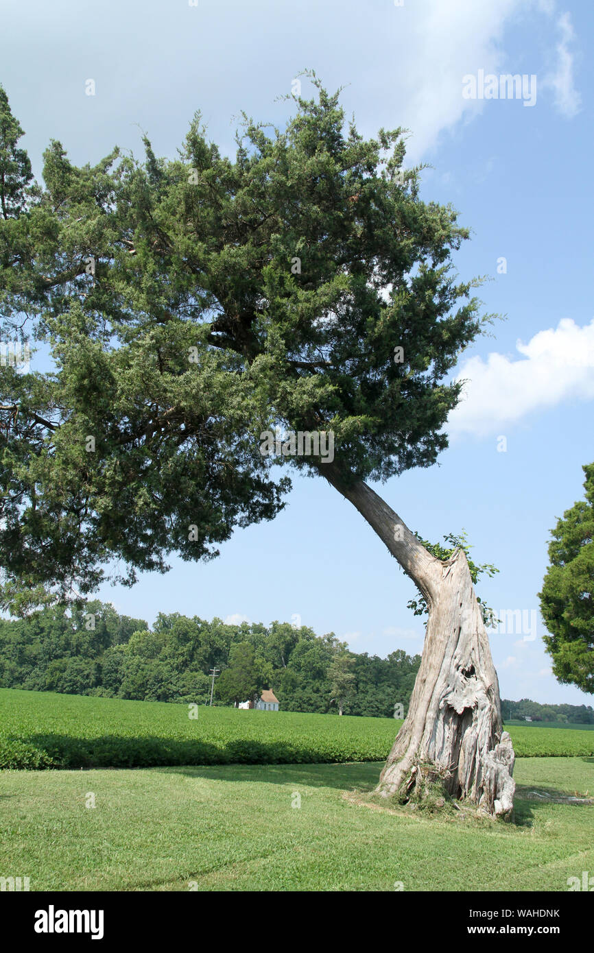 Knobbly bark hi-res stock photography and images - Alamy