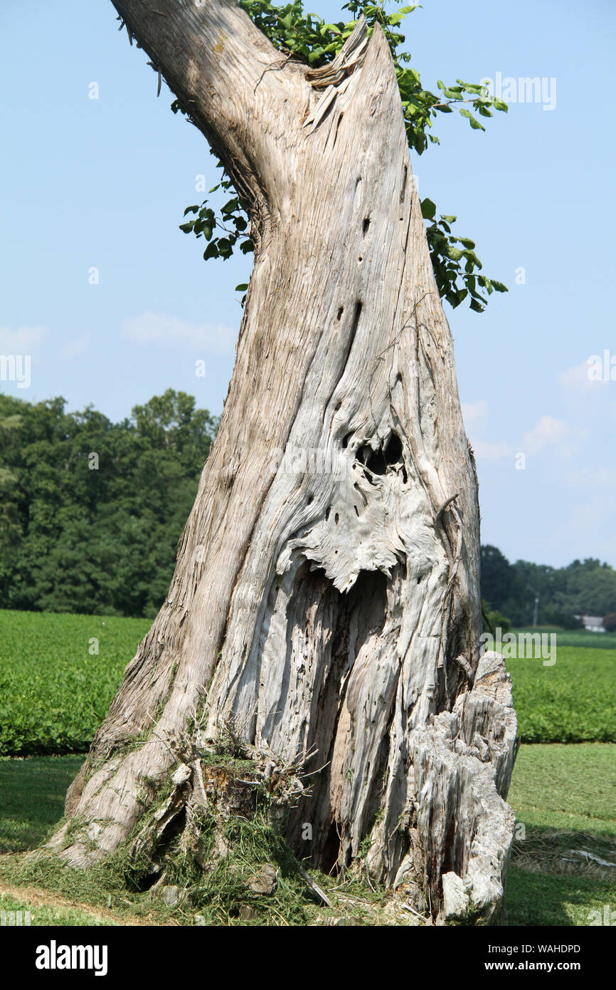 Trunk of very old tree in Virginia, USA Stock Photo - Alamy