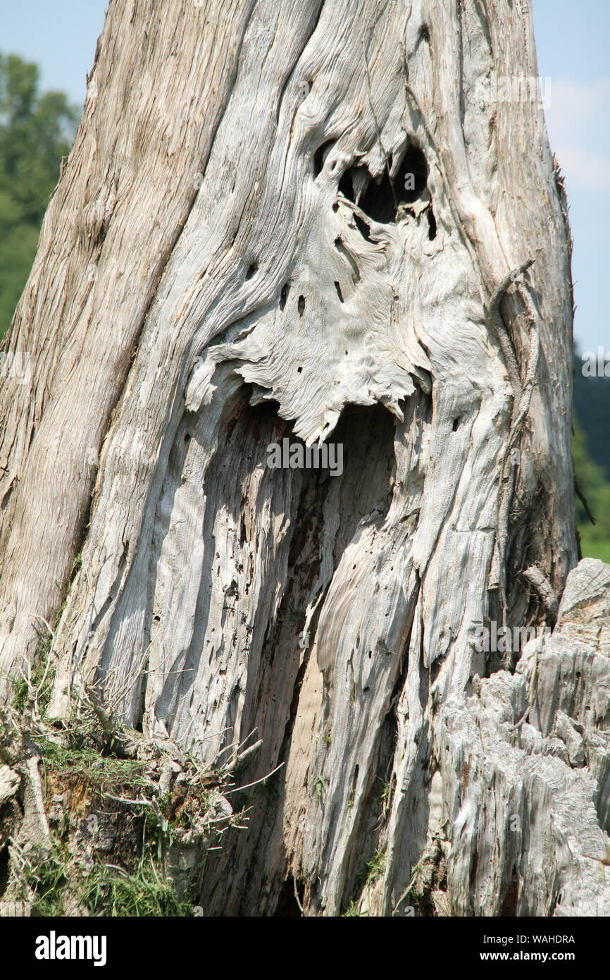 Trunk of very old tree in Virginia, USA Stock Photo - Alamy