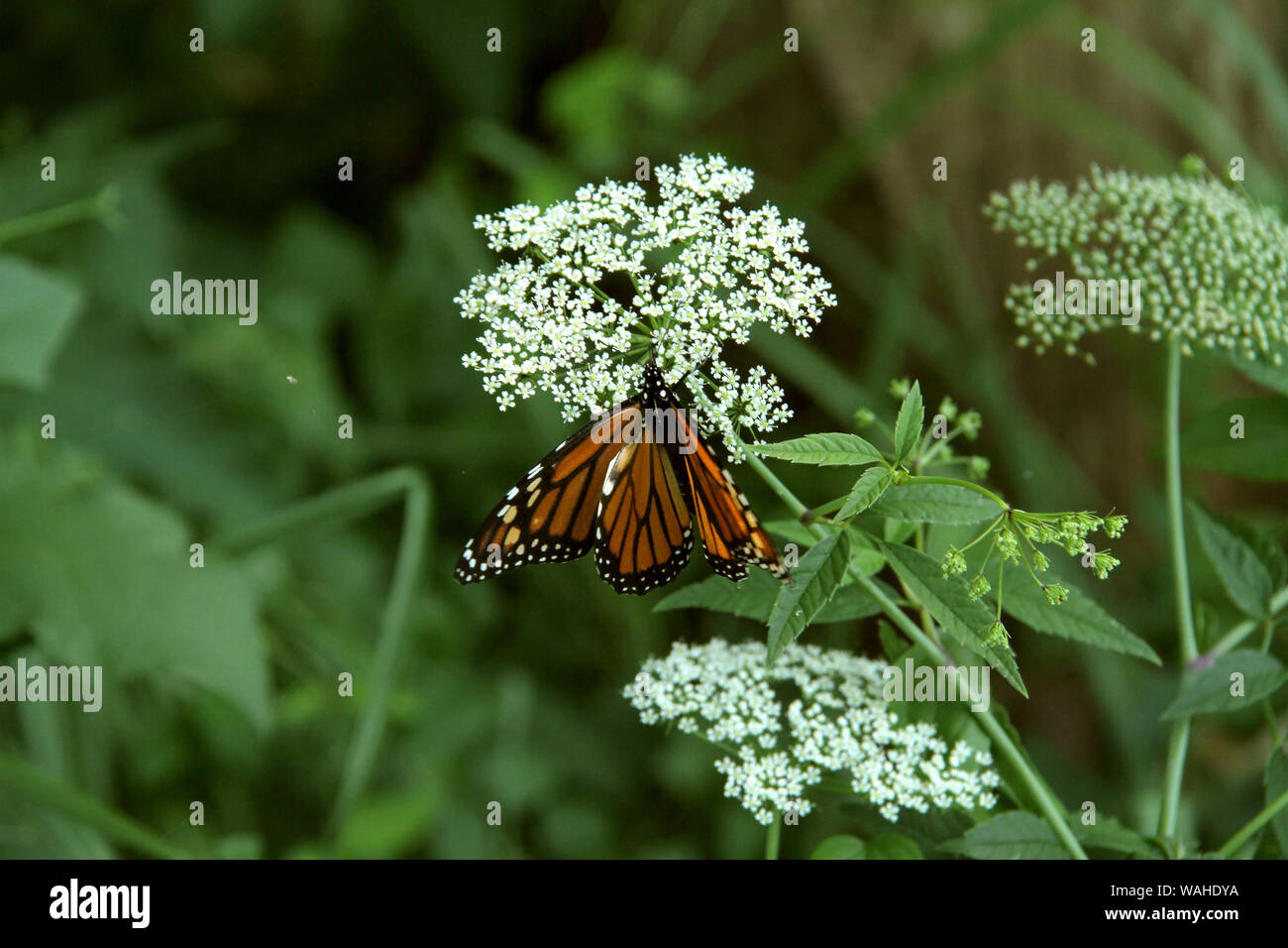 Monarch butterfly on flower Stock Photo - Alamy