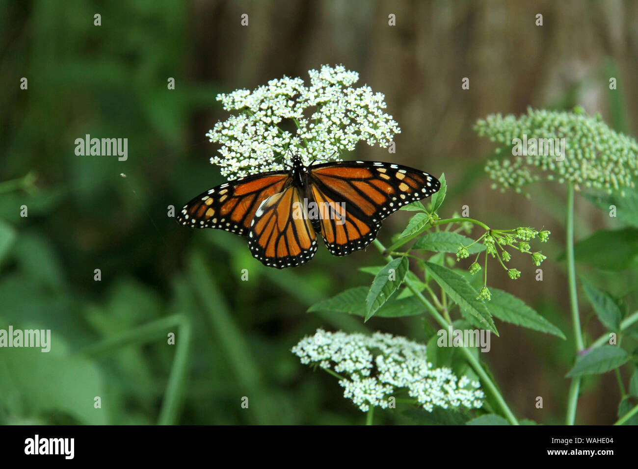 Monarch butterfly on flower Stock Photo - Alamy