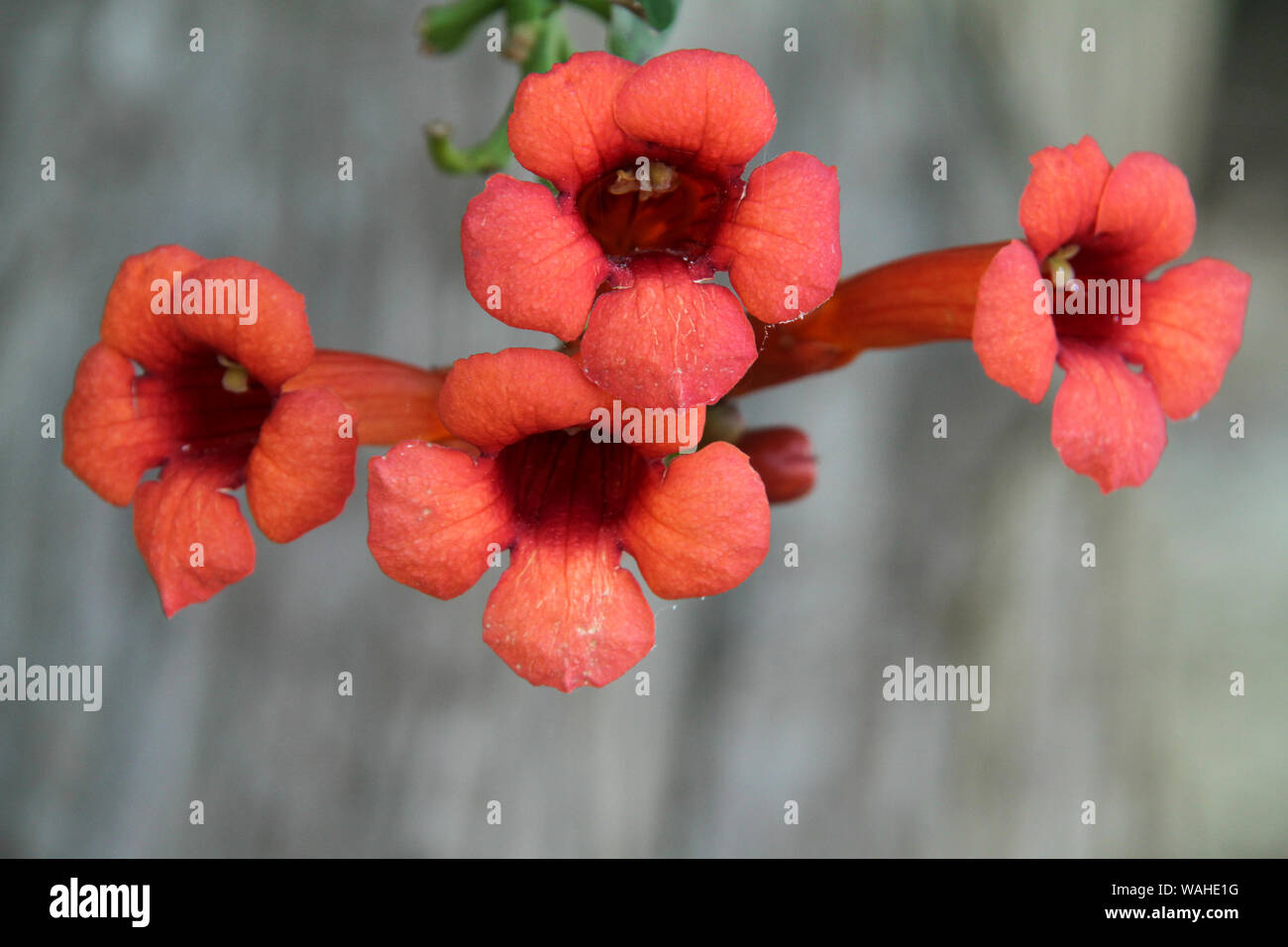 Showy trumpet shaped flowers hi-res stock photography and images - Alamy