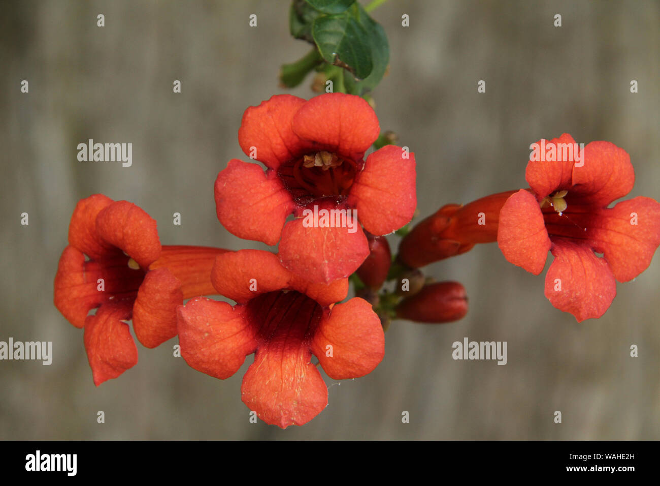 Showy trumpet shaped flowers hi-res stock photography and images - Alamy