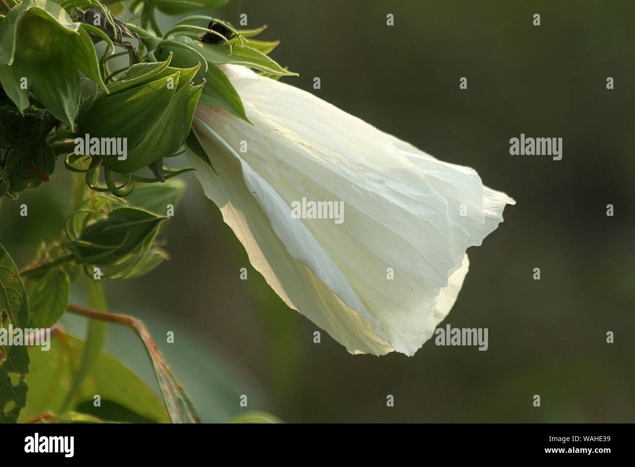 Large bloom hi-res stock photography and images - Alamy