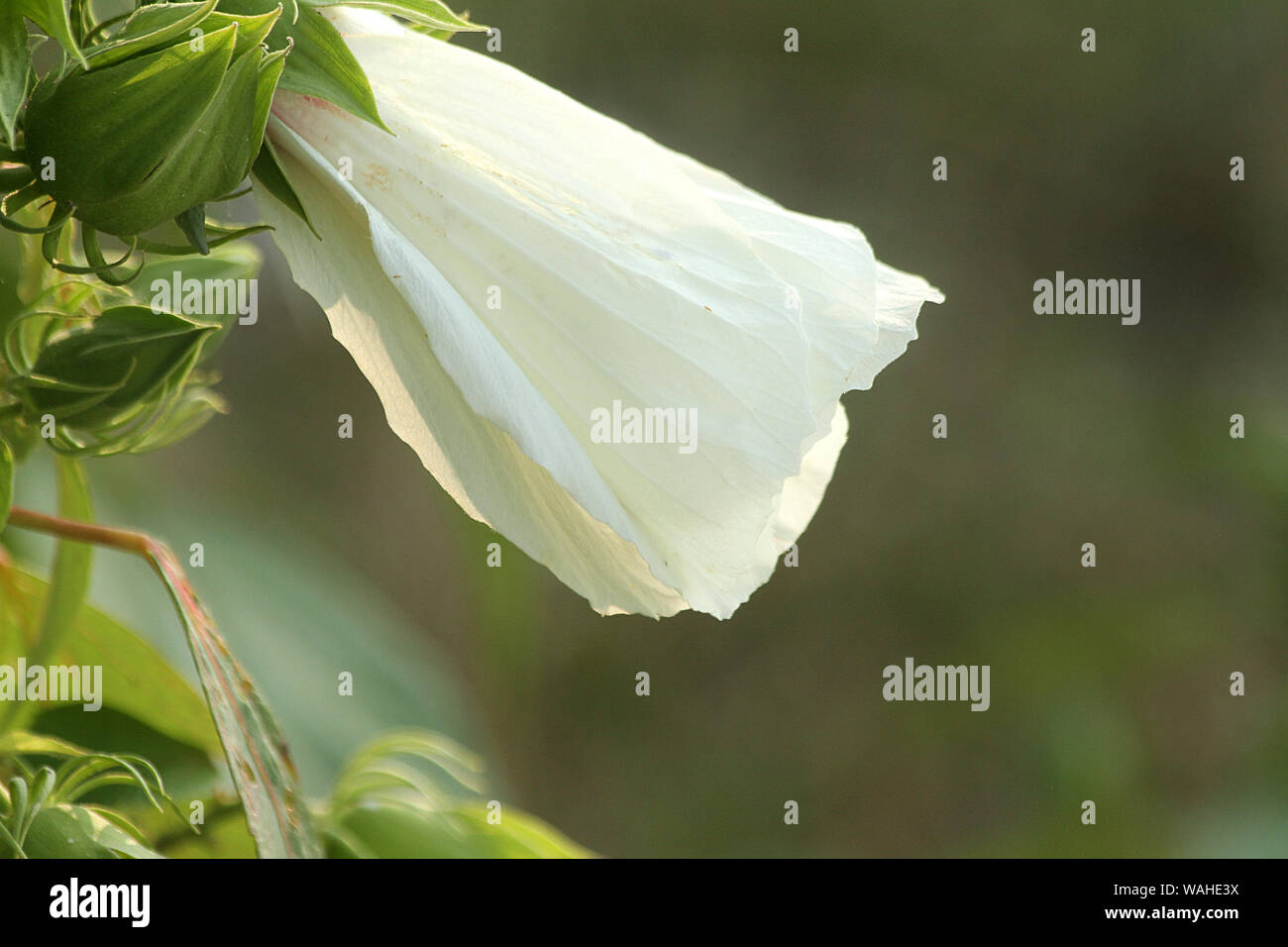 Rose mallow white hi-res stock photography and images - Alamy